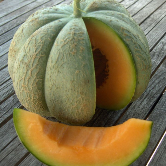 Oka melon (Cucumis melo) | Terre promise